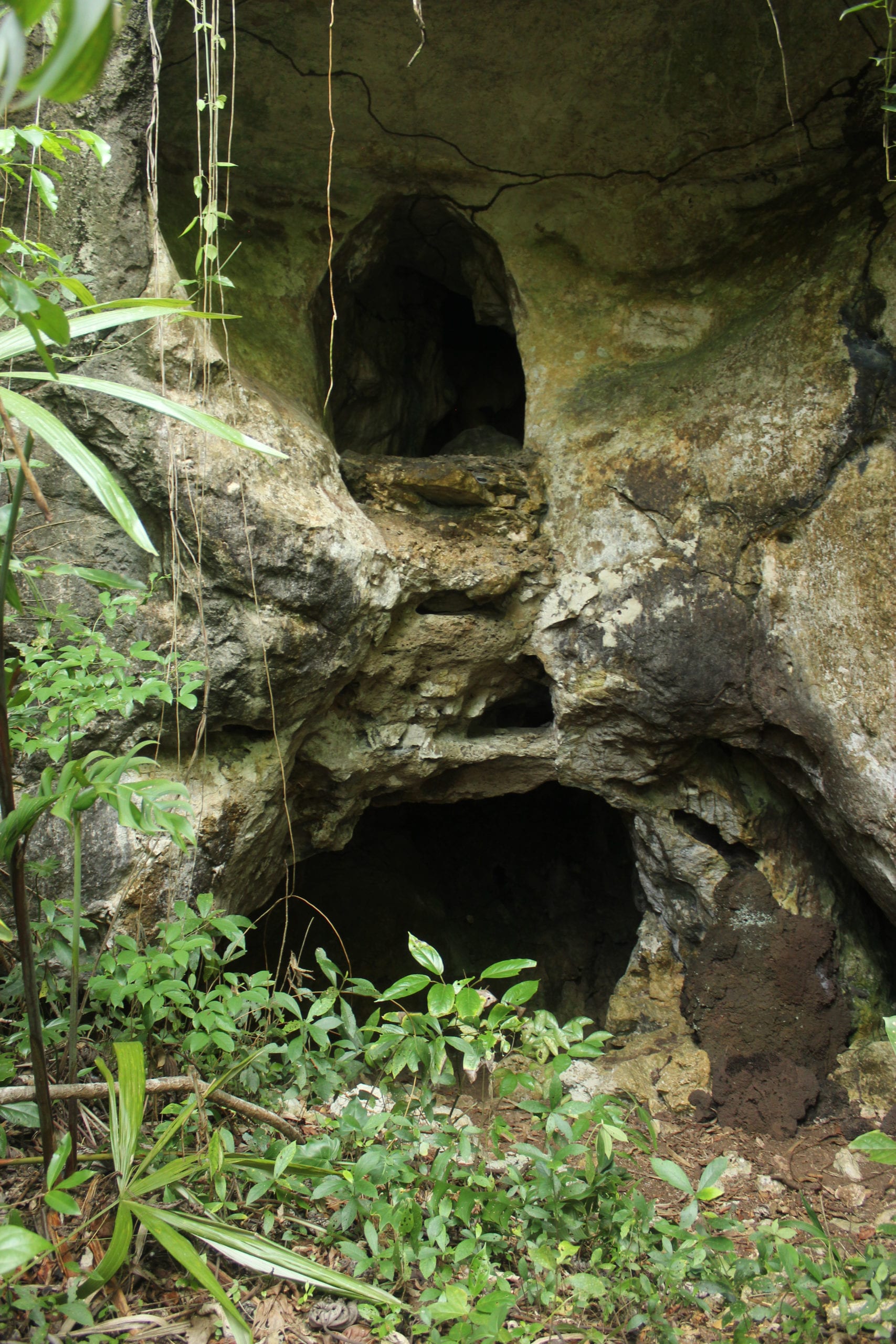 Cave Ecology - Jut Wynne