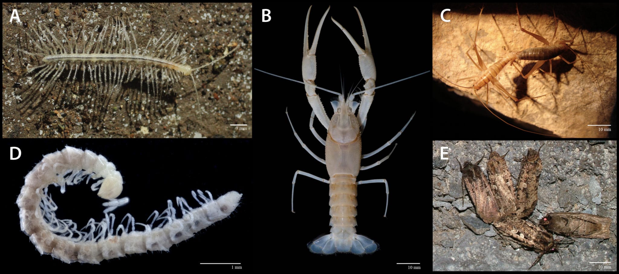 Cave Ecology - Jut Wynne