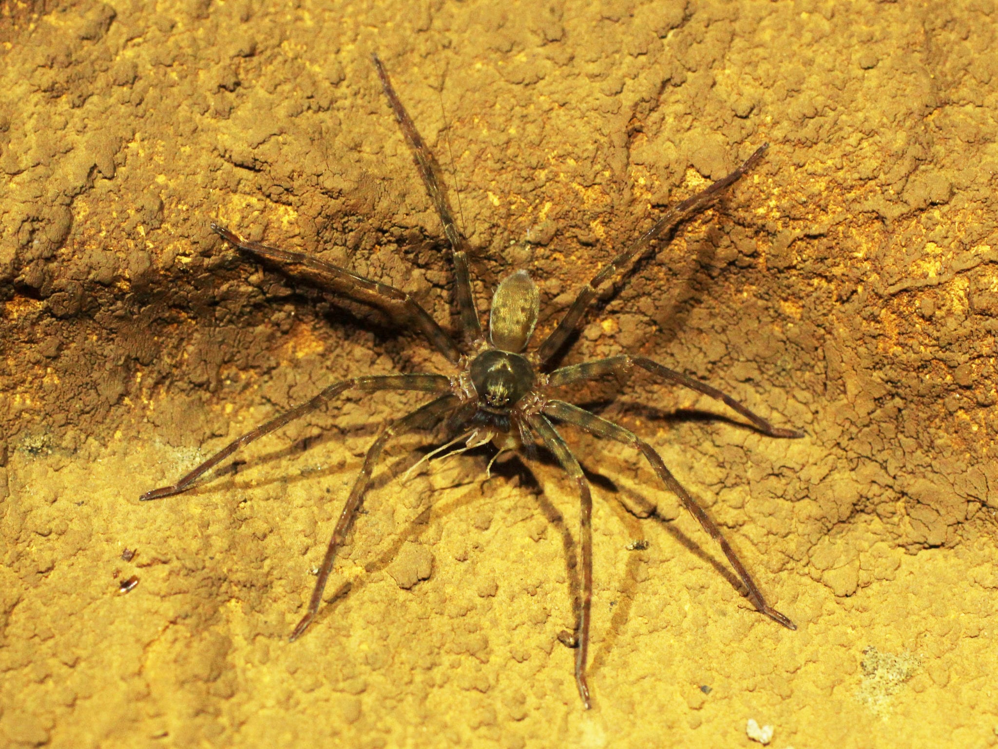 Cave Ecology - Jut Wynne