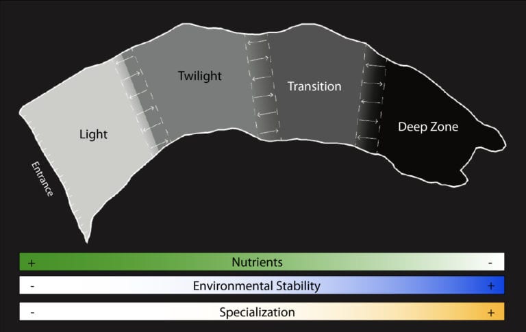 Cave Ecology - Jut Wynne